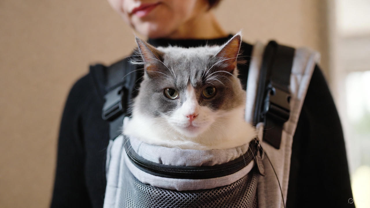5 Best Cat Sling Carrier In 2026 | Pet Gadget Pro